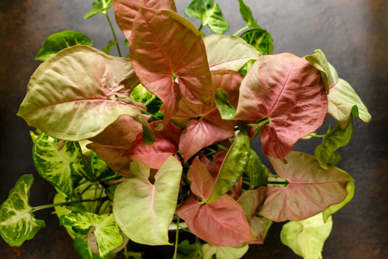 18 Most Colorful Houseplants to Brighten Your Space