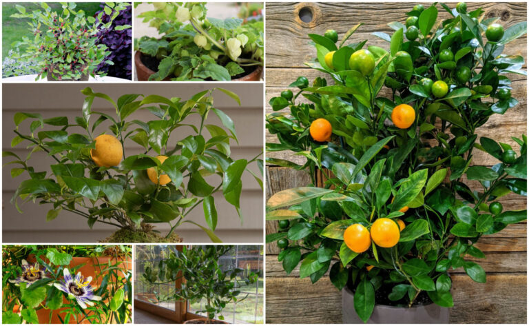 15 Indoor Fruit Trees You Can Grow In Your Home