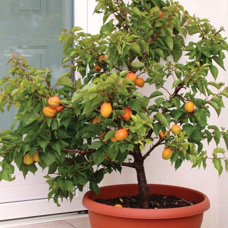 15 Indoor Fruit Trees You Can Grow In Your Home