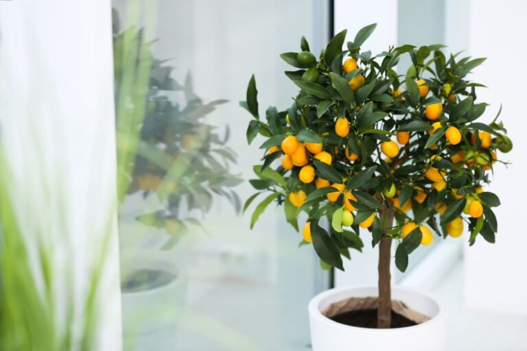 15 Indoor Fruit Trees You Can Grow In Your Home