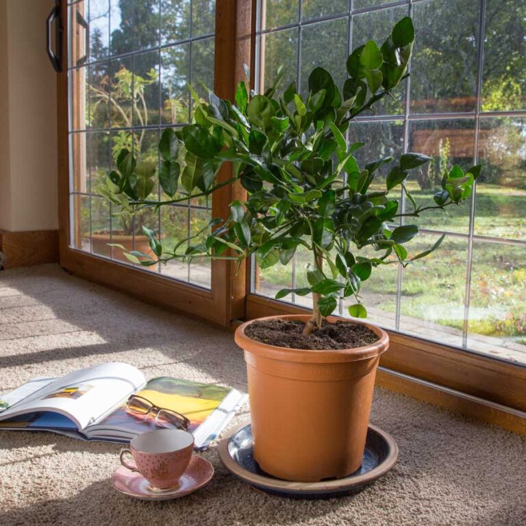 15 Indoor Fruit Trees You Can Grow In Your Home