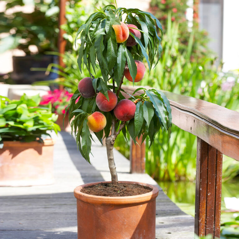 15 Indoor Fruit Trees You Can Grow In Your Home