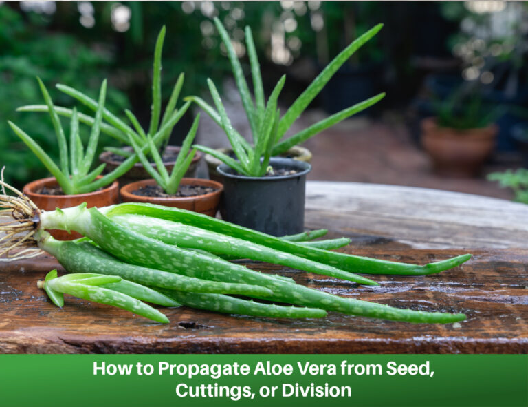 How to Propagate Aloe Vera from Seed, Cuttings, or Division
