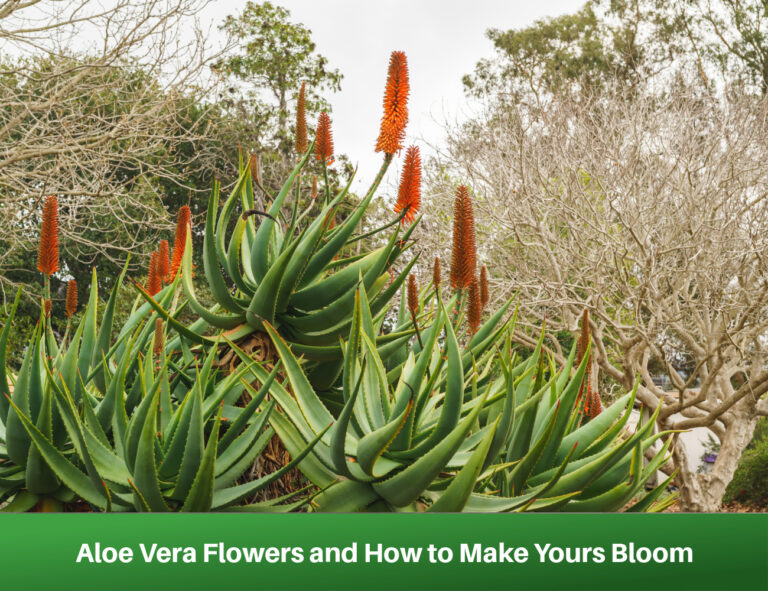 Aloe Vera Flowers and How to Make Yours Bloom