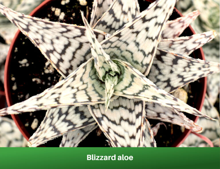 21 Aloe Types For Growing Indoors