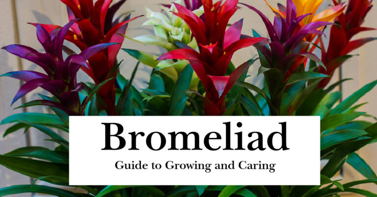 Bromeliad: How to Grow And Care For These Low-Maintenance