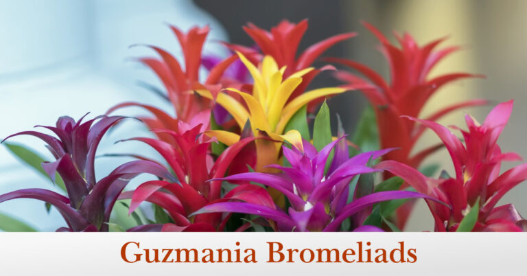 How to Grow and Care for Guzmania Bromeliads