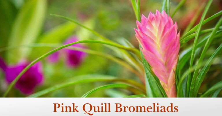 How to Grow and Care for Pink Quill Bromeliads