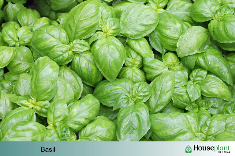 28 Edible Plants You Can Grow in Your Home