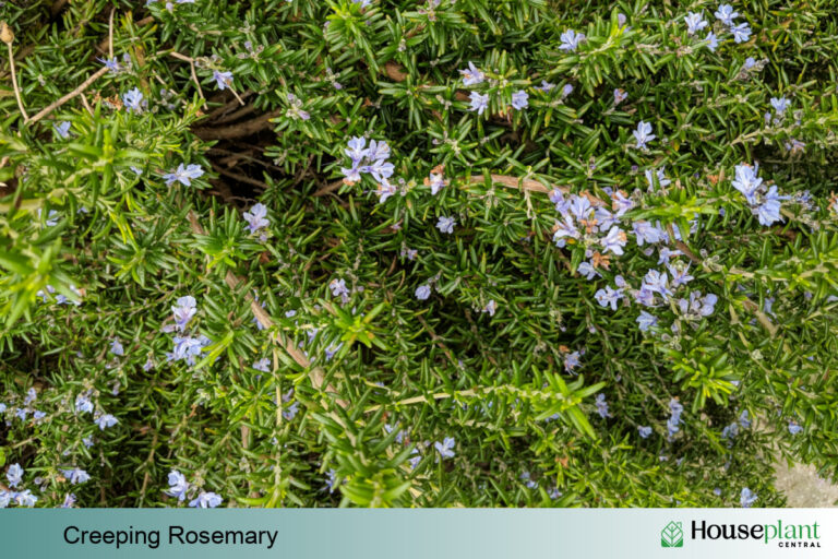 How to Grow Creeping Rosemary