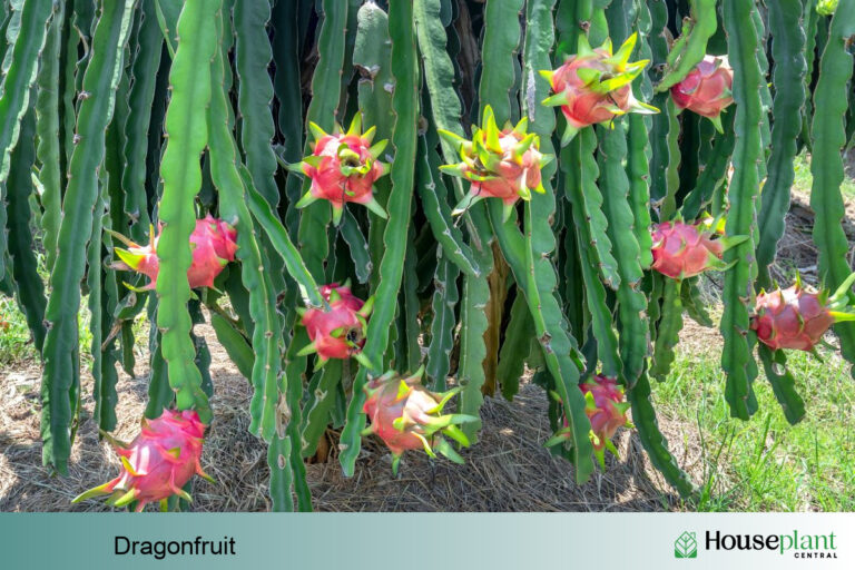 28 Edible Plants You Can Grow in Your Home