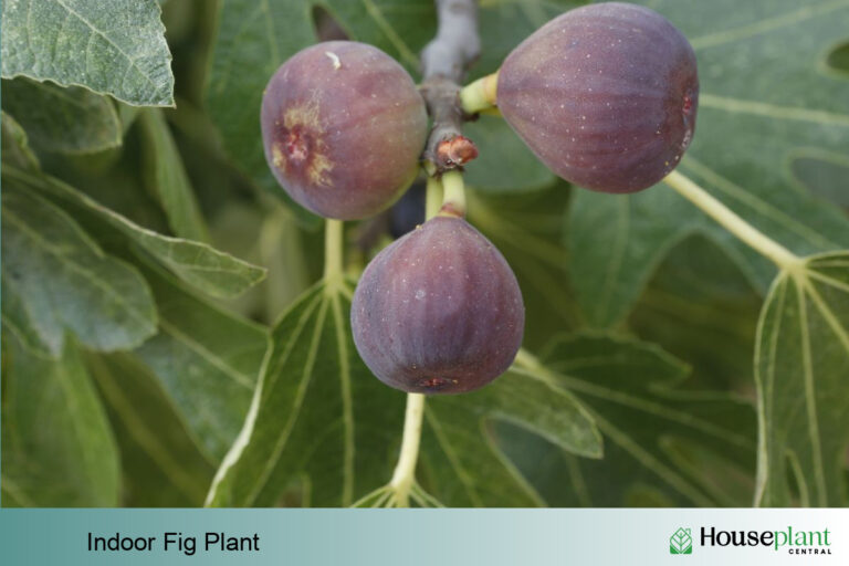 28 Edible Plants You Can Grow in Your Home