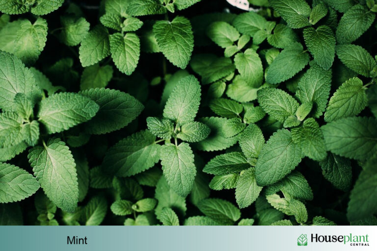 28 Edible Plants You Can Grow in Your Home