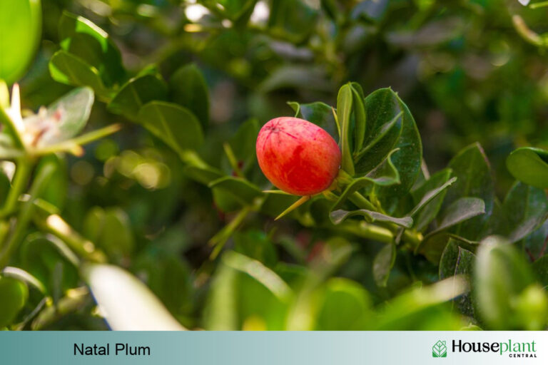 28 Edible Plants You Can Grow in Your Home