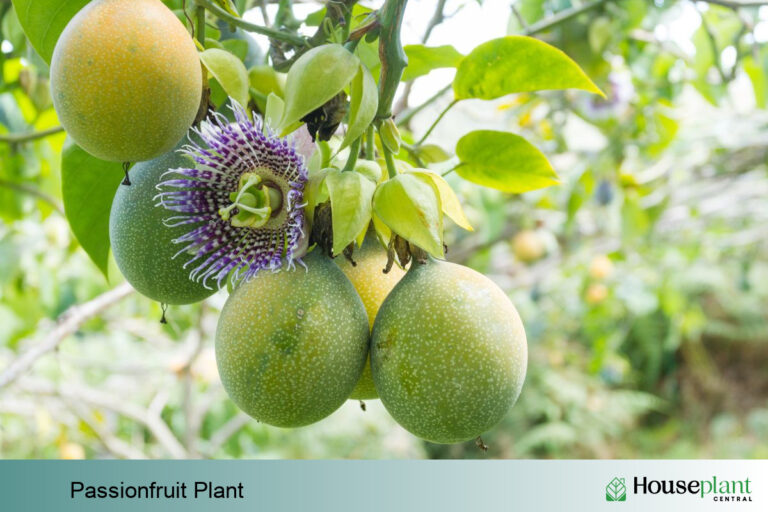 28 Edible Plants You Can Grow in Your Home