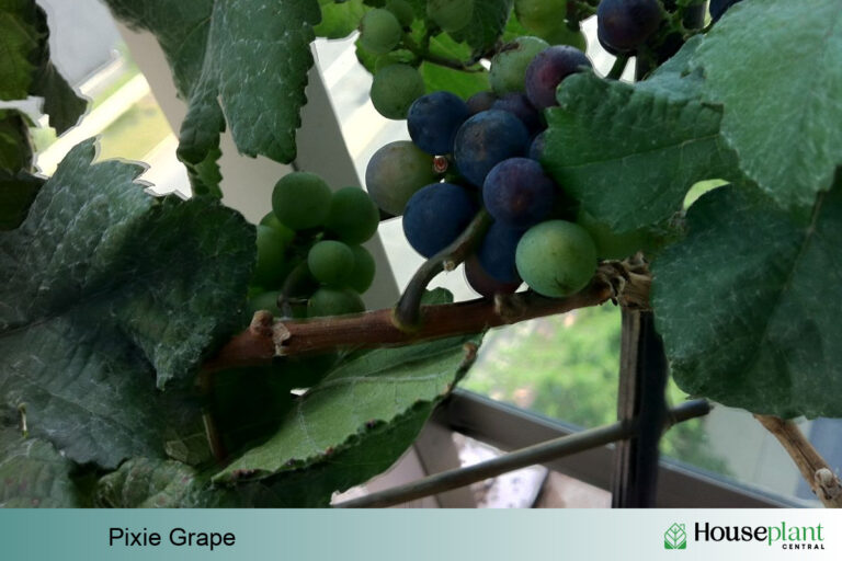 28 Edible Plants You Can Grow in Your Home