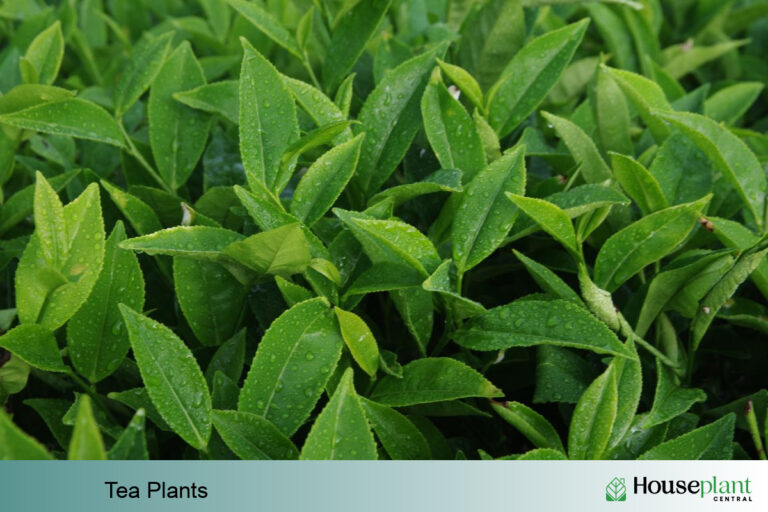 28 Edible Plants You Can Grow in Your Home