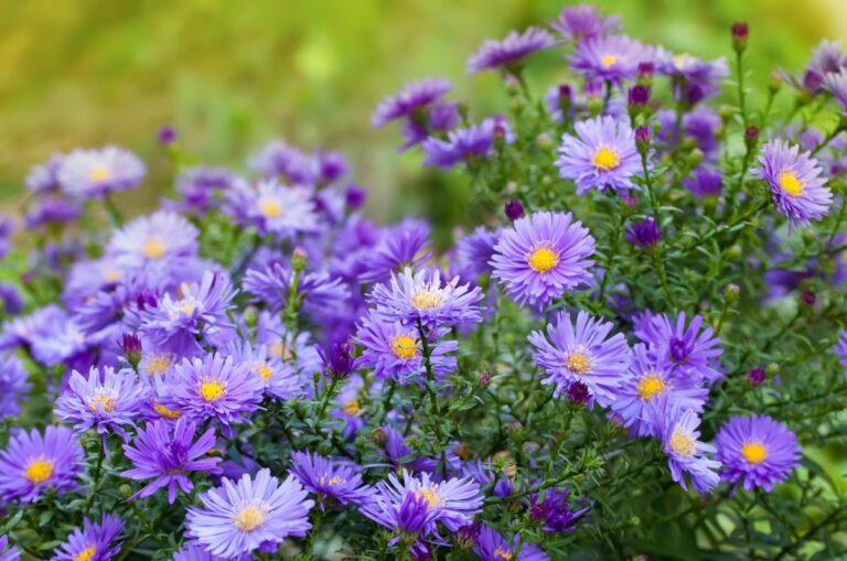 The Symbolism of Asters: Understanding the Meaning of the Flower