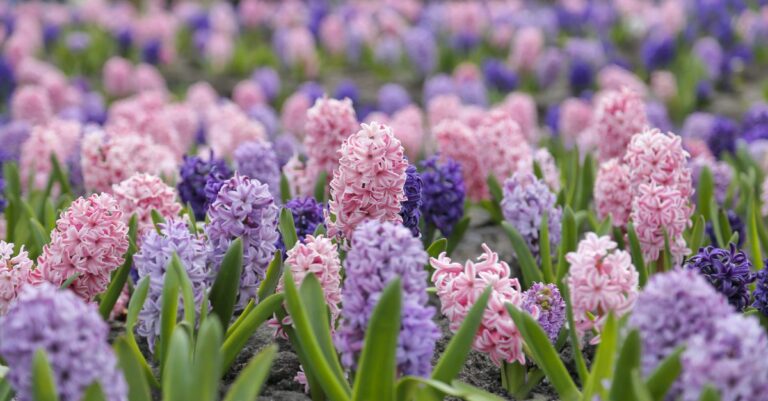 Hyacinth Meaning and Symbolism: What Do Hyacinths Mean?