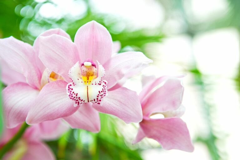 Popular Pink Flower Meanings Explained