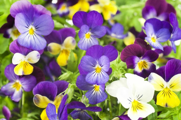 The Pansy Flower Meaning and Symbolism
