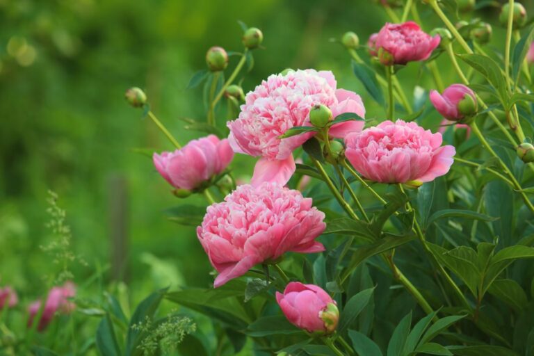 Popular Pink Flower Meanings Explained