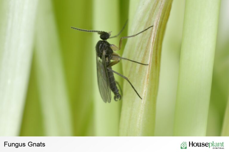 Plant Bugs: Identifying And Getting Rid Of Houseplant Pests