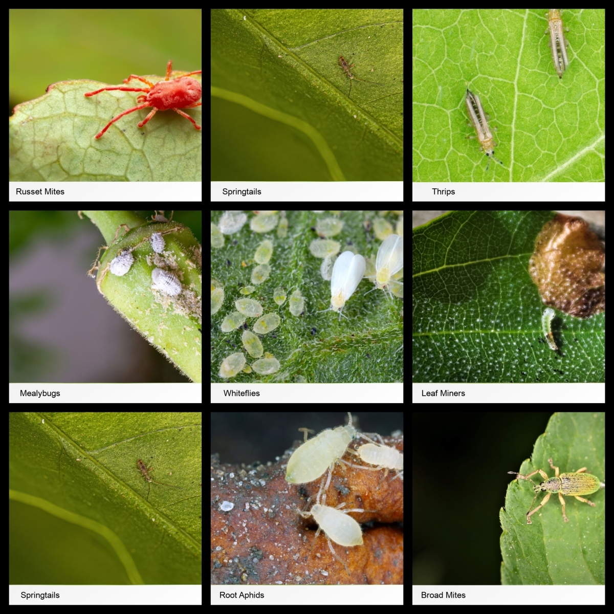 Common Indoor Pests