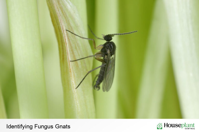 Fungus Gnats: What Are They? And How Do You Control Them?