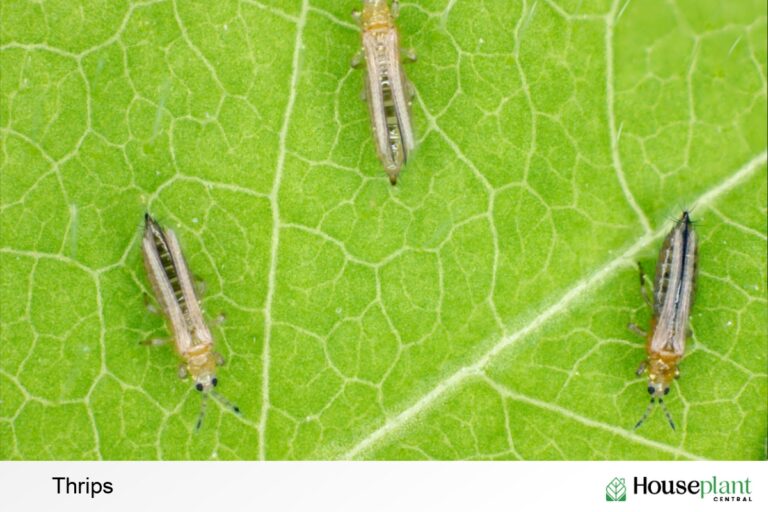 Plant Bugs: Identifying And Getting Rid Of Houseplant Pests