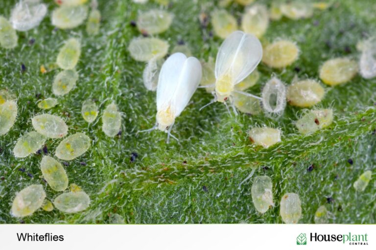 Plant Bugs: Identifying And Getting Rid Of Houseplant Pests