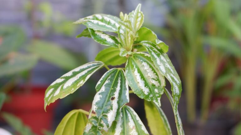 Grow Your Own Stunning Aluminum Plant